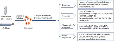 Hnscc Derived Exosomes Act As Biomarkers Exosomal Biomarkers Screening
