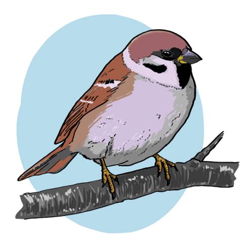 Sperling Wort Schule