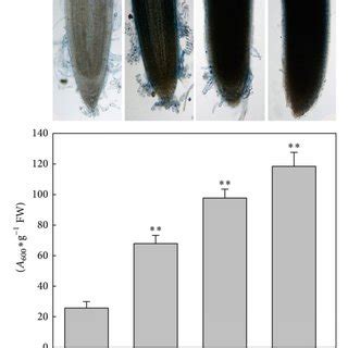 Influence Of Cd Stress On Root Development And Cell Death In Chinese
