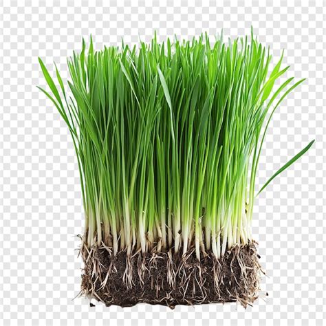 Free Psd Vibrant Green Grass With Roots
