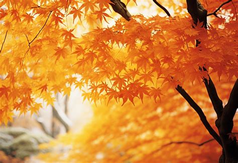 Coloured Leaves On A Windy Tree Background Season Maple Leaf Korea Background Image And