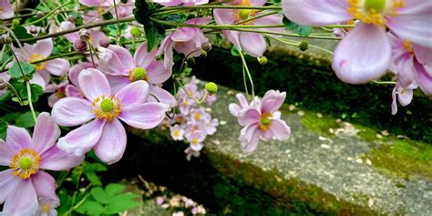 The Complete Guide To Kadiyam Nursery Plants Prices And Where You Can