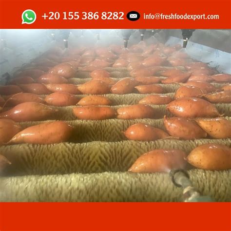 Ebrahim Salem On Linkedin Freshfood Food Export Bellevu Trade Freshsweetpotatoes Quality…