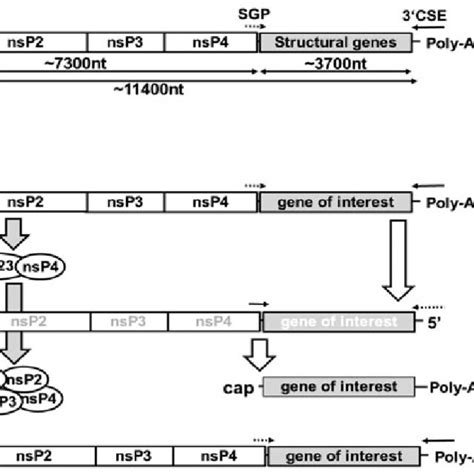 Self Amplifying Rna Vector Structure And Amplification A