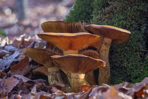 Fungi Are Saprophytes And Parasites That Live On Trees In Parks And Forests Of The Planet Stock