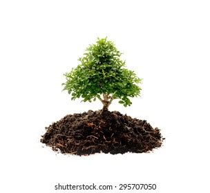 Small Tree Images Stock Photos Vectors Shutterstock