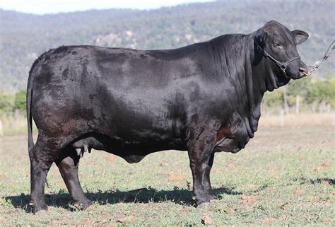 Brangus Cattle Info Size Lifespan Uses And Pictures