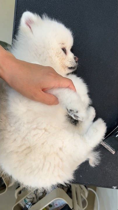 포메라니안 콩이 곰돌이미용 Pomeranian 애경미용 포메곰돌이컷 Youtube