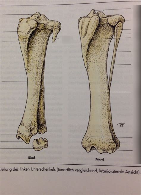 Schaubild „tibia And Fibula Craniolateral Links Bei Rind Pferd“ Quizlet