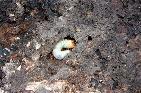 Larva Of Woodworm Living Under Pine Bark Common Furniture Beetle Stock
