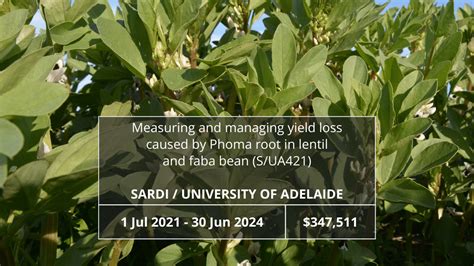 Measuring And Managing Yield Loss Caused By Phoma Root In Lentil And