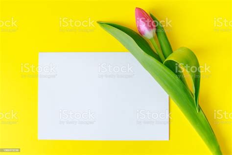 노란색 배경에 분홍색 튤립과 인사말 카드의 꽃다발 휴일 초대장 2월에 대한 스톡 사진 및 기타 이미지 2월 3월 4월