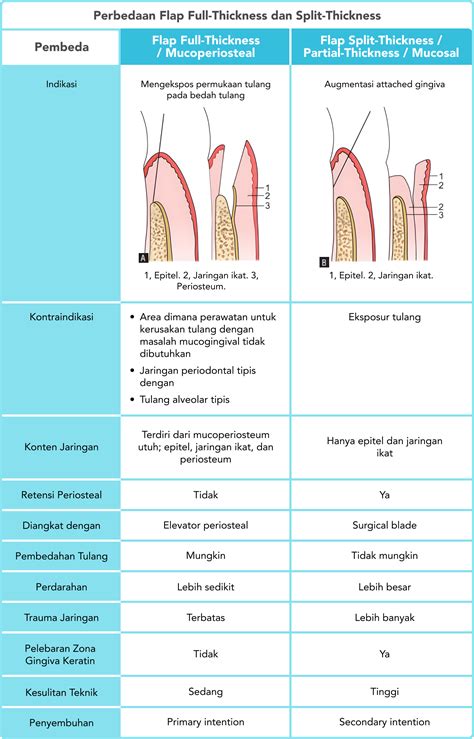 Flap Dan Cangkok Gingiva