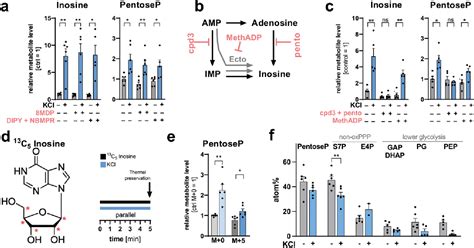 Figure 4 From Spatially Resolved Metabolomics And Isotope Tracing