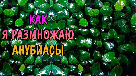 КАК Я РАЗМНОЖАЮ АНУБИАСЫ Youtube