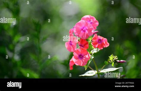 Beautiful Bright Pink Pattern Stock Videos And Footage Hd And 4k Video