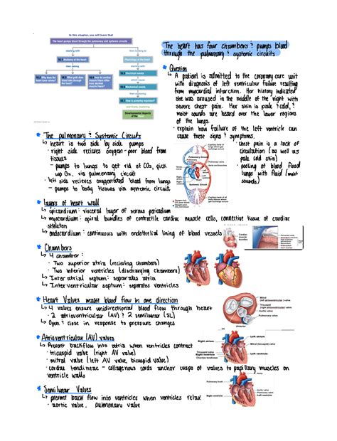 Chapter 18 The Cardiovascular System The Heart Bio 216 Studocu