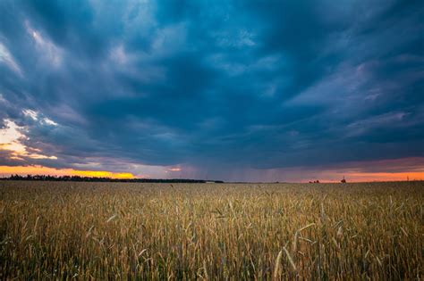 Effectiveness Of A Plant Derived Protein Hydrolysate Brazil