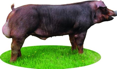 Swine Genetics Uslge