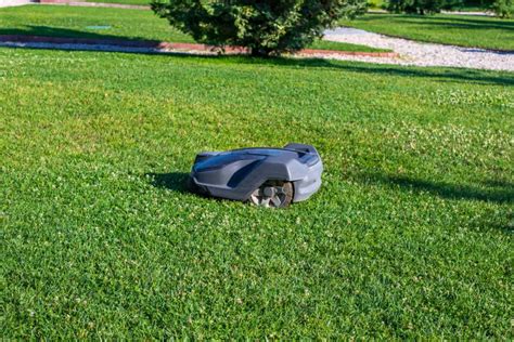 Pruning Berberis Thunbergii A Step By Step Guide