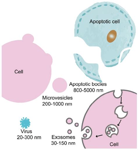 Schematic Representation Of The Biogenesis Of Apoptotic Bodies