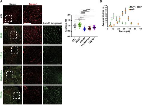 anti βi domain mab 12g10 hampers tensin 1 active β1 integrin