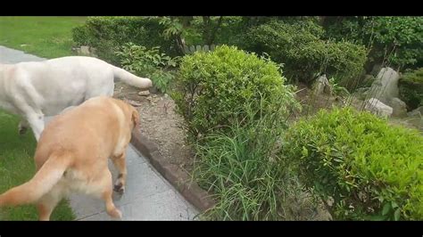 래브라도리트리버 산이연이 마무리하자 수고했어 👍 💕 Youtube