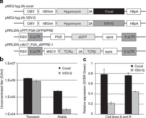 Development Of Third Generation Cocal Envelope Producer Cell Lines For