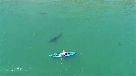 Great White Shark Swims Near Kayaker In Monterey Bay Youtube