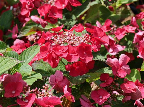 Tellerhortensie Mckay Cherry Explosion ® Hydrangea Macrophylla