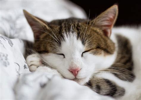General Overview Of A Cat Characteristics Of Cat Pets Care Tips