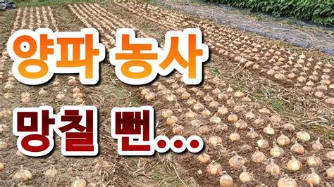 풍년이 든 양파 농사 망칠뻔했습니다 주말농장 도시농부 Youtube