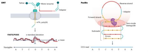 Pacbio 转录组测序：解锁 Rna 全长奥秘的新时代 知乎