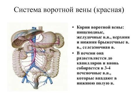 Вена воротная анатомия схема