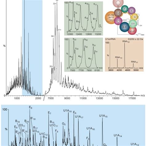 The Charge States Assigned To The Intact Complex Correspond In Mass To