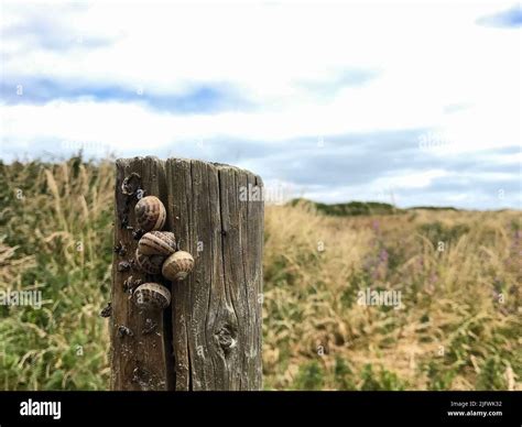 Garden Snails On Fence Post Stock Photo Alamy