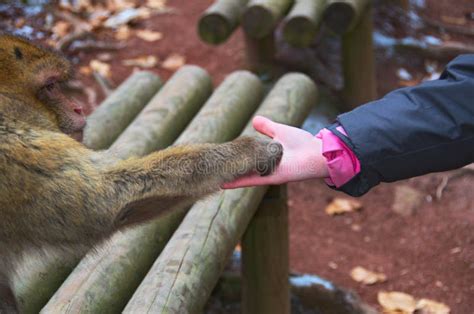 Monkey And Girl Shaking Hands Stock Image Image Of Watching Barbary