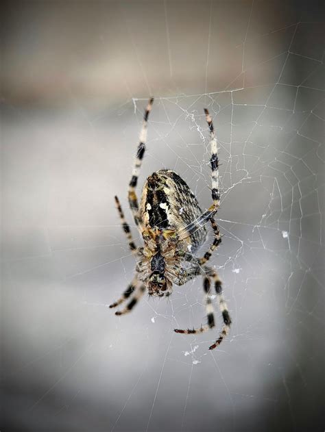 Spider Arachnid Insect Spiders Free Photo On Pixabay