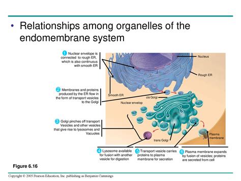 Chapter 6 A Tour Of The Cell Ppt Download