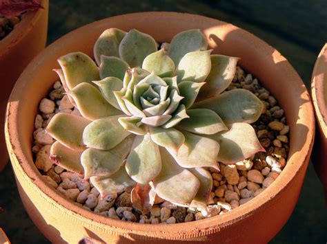 Succulent Plants Echeveria Garden Pixabayの無料写真 Pixabay