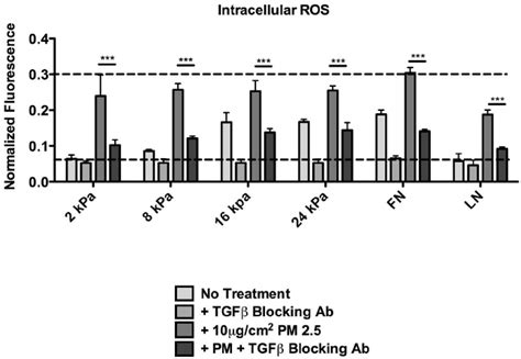 Stiffness Mediated ROS Production Is TGF B Dependent RLE 6TN Cells