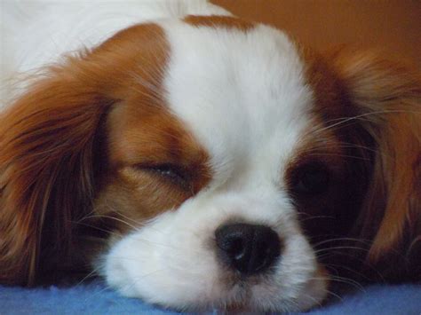 Épinglé Sur Puppies Cavalier King Charles Cavalière