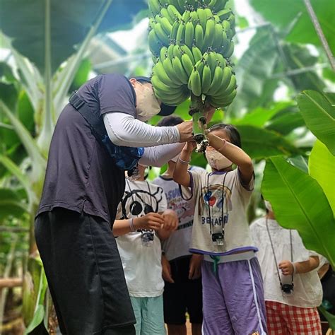 스위트몽키 제주 바나나농장체험 바나나따기 포함