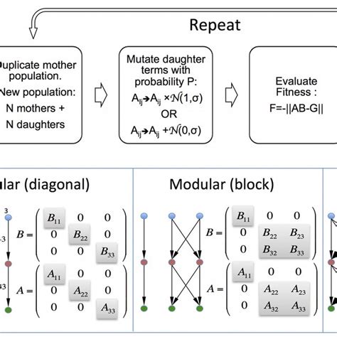 Evolutionary Simulation Scheme And Definition Of Model A Simulation