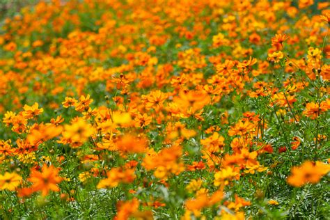 Flower Cosmos Bright Lights Ujamaa Seeds
