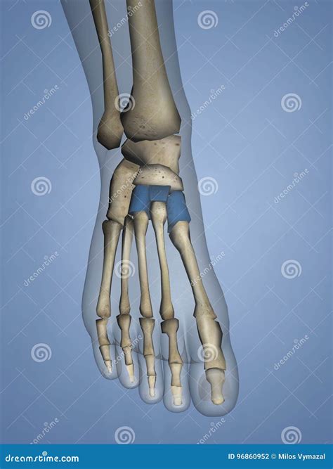 Cuneiform Bones 3d Model Stock Illustration Illustration Of Science 96860952