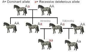 HETEROSIS AND INBREEDING DEPRESSION Agriculture Wale