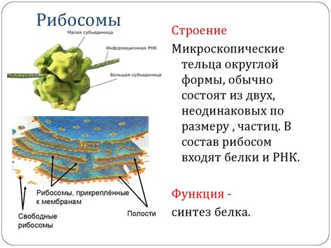 Органоиды цитоплазмы их строение и функции презентация онлайн