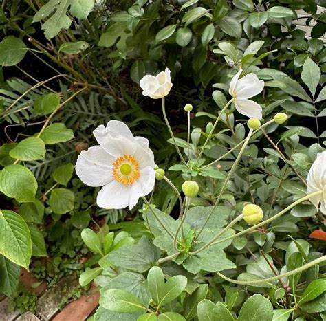 Appreciating Anemones Larchmont Buzz Hancock Park News