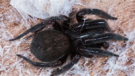 Nemo Found New Species Of Dancing Peacock Spider Named Museums Victoria